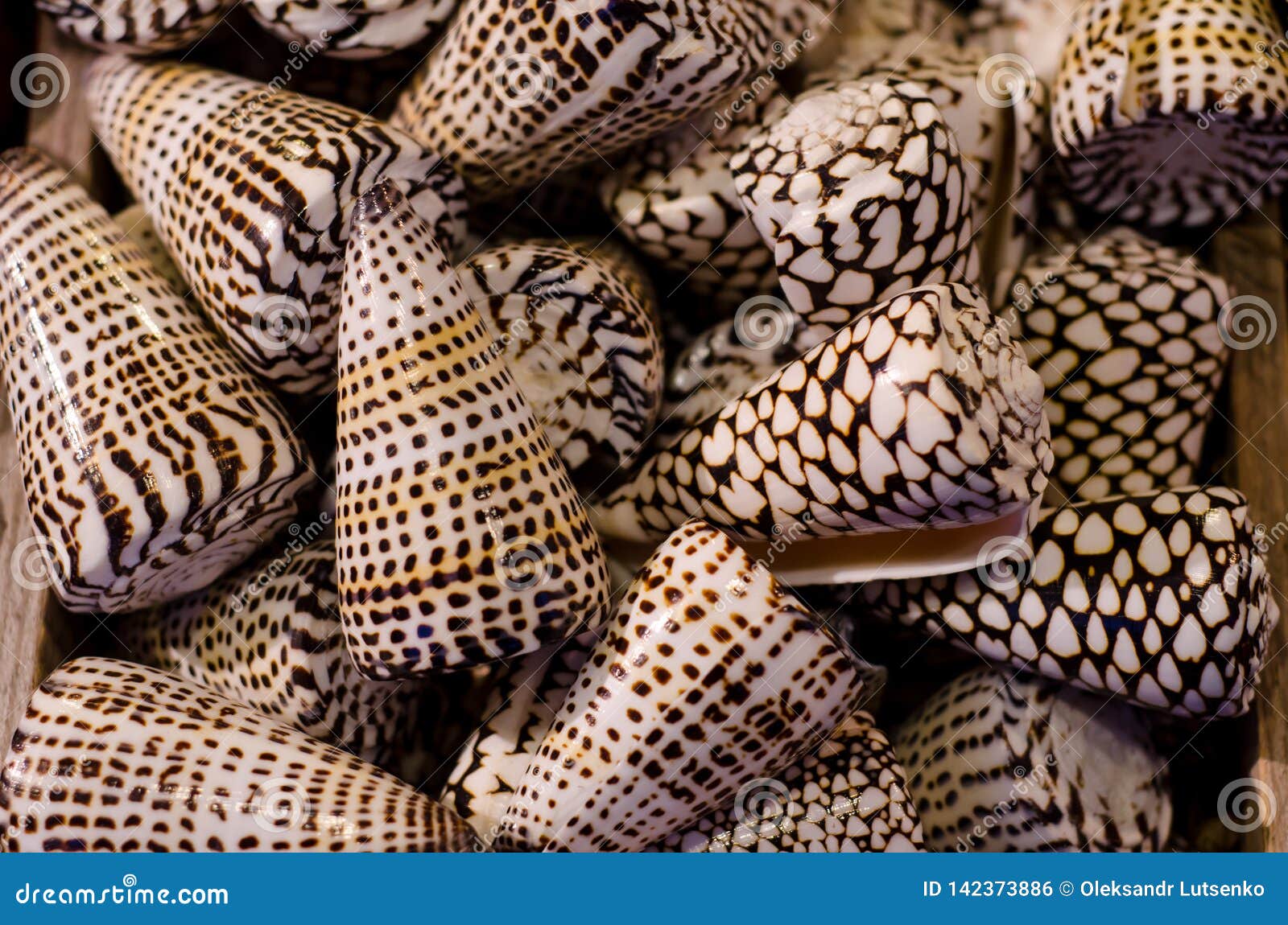 Sea shells for sale stock photo. Image of ocean, pecten - 142373886