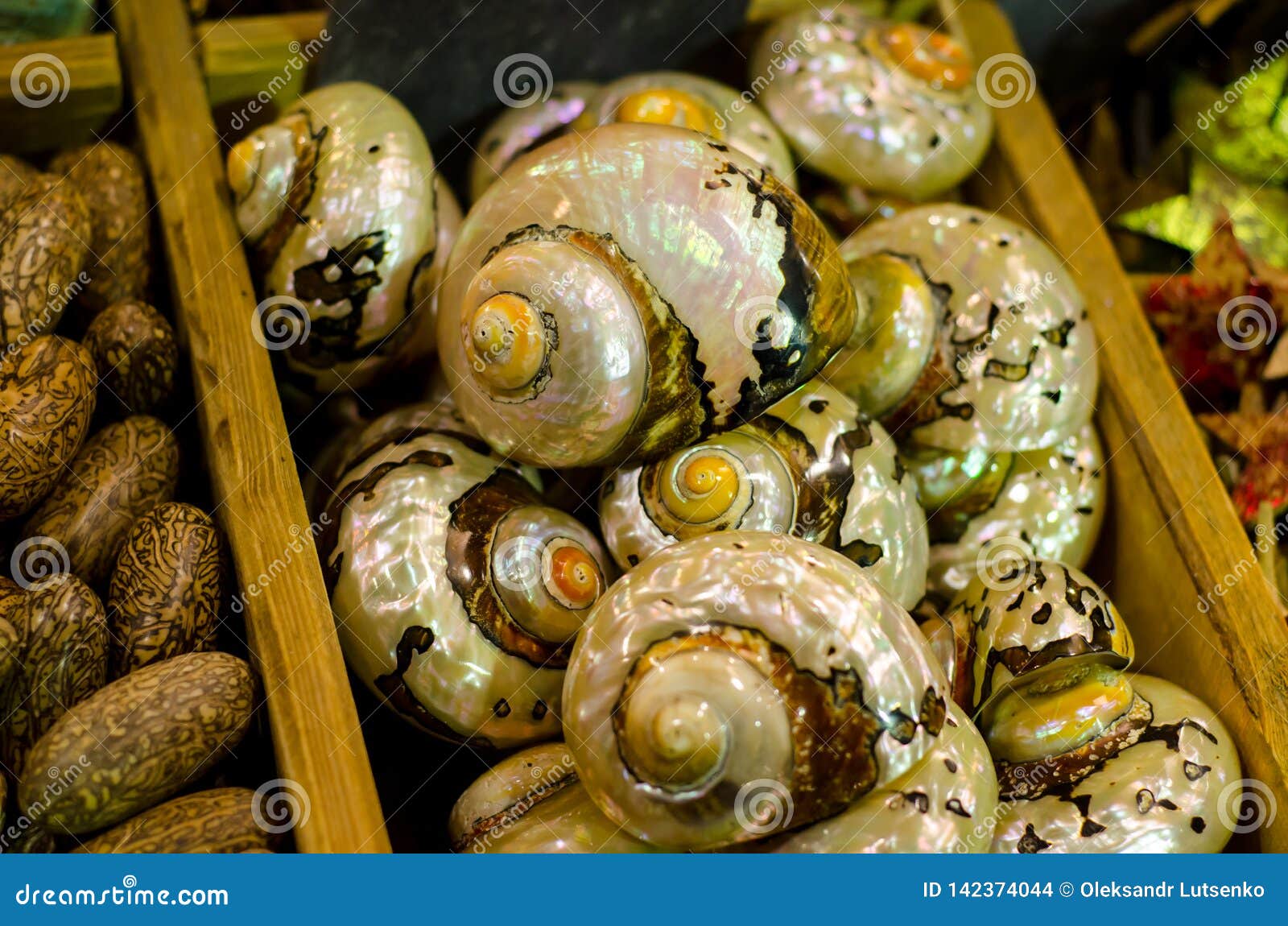 Sea shells for sale stock photo. Image of mollusk, aquatic - 142374044