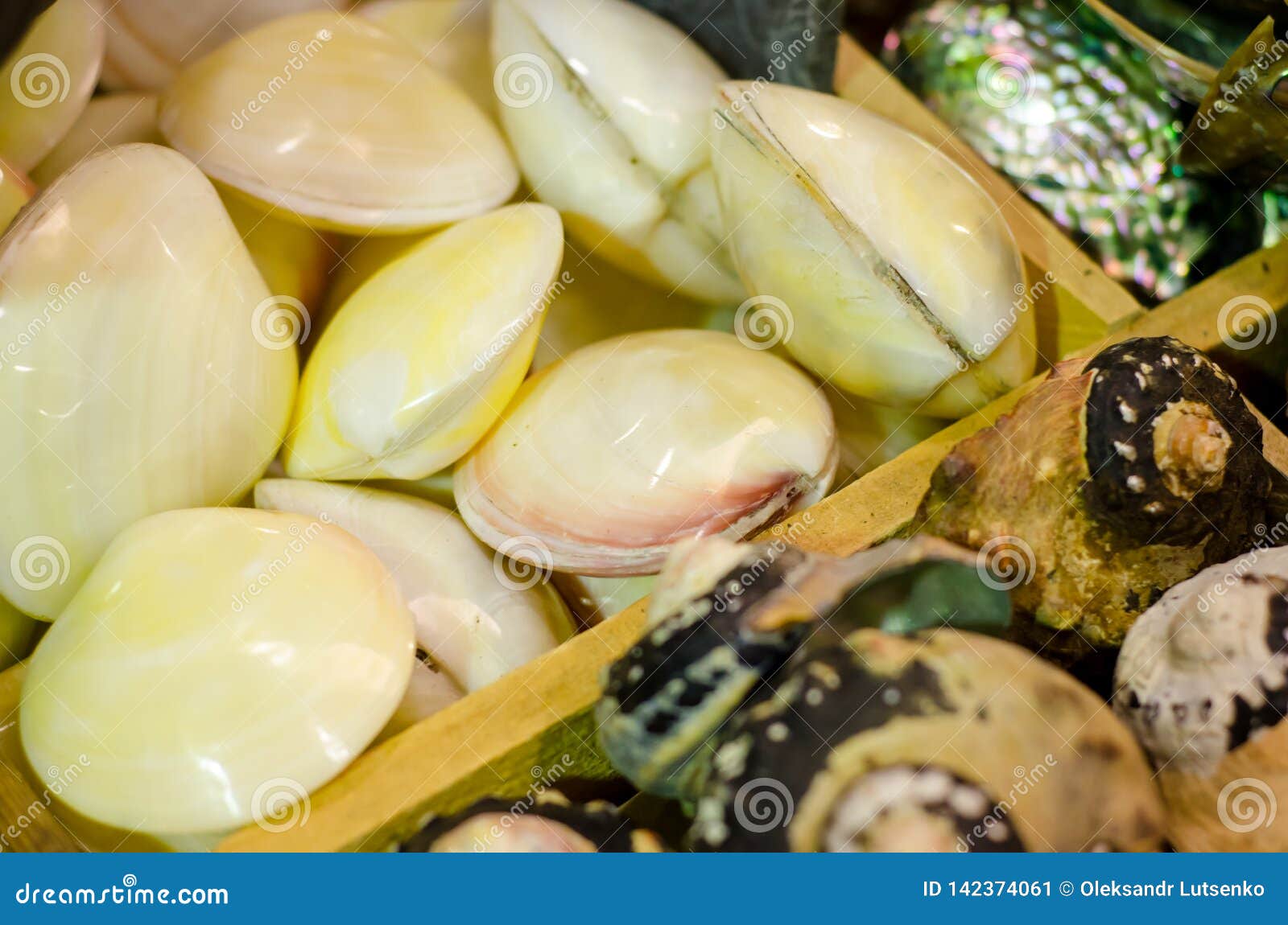 Sea shells for sale stock image. Image of aquatic, seashell - 142374061