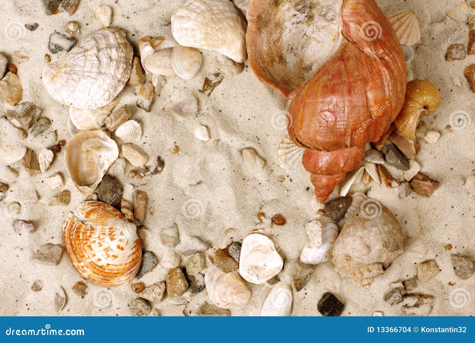 Sea Shells on sand stock photo. Image of ecology, marine - 13366704