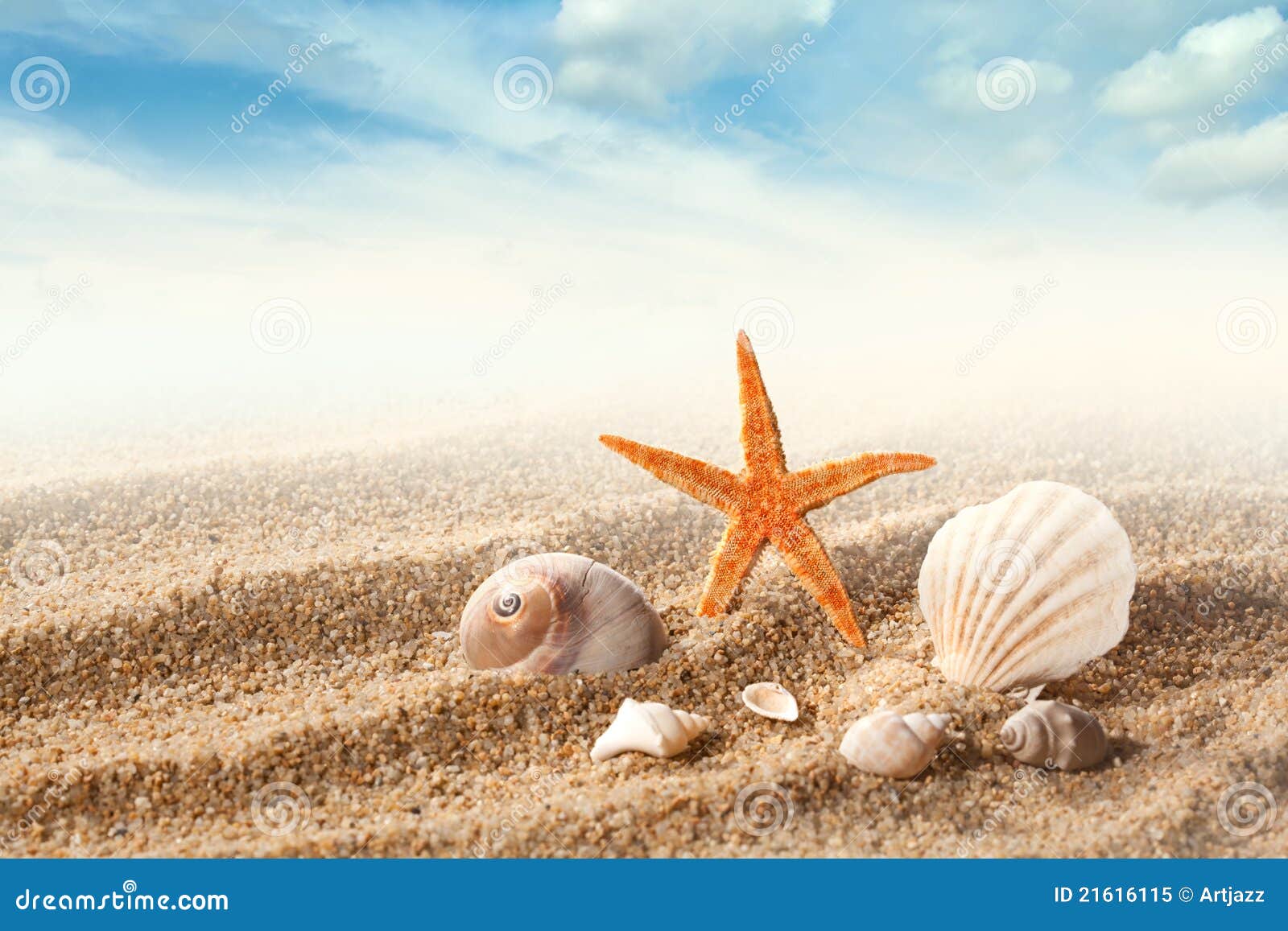 Sea shells on the sand stock image. Image of pattern - 21616115