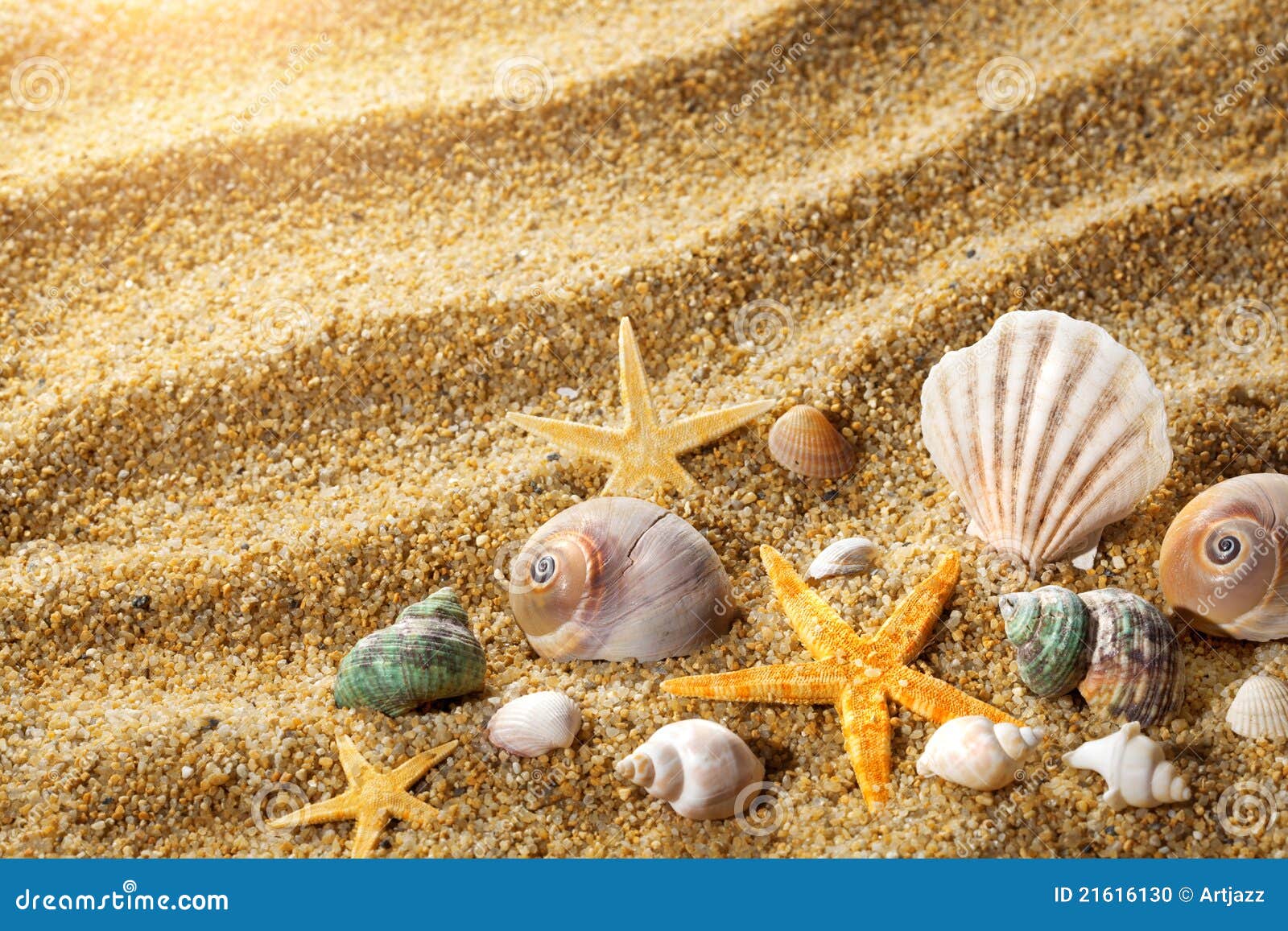 Sea shells on the sand stock photo. Image of imagination - 21616130