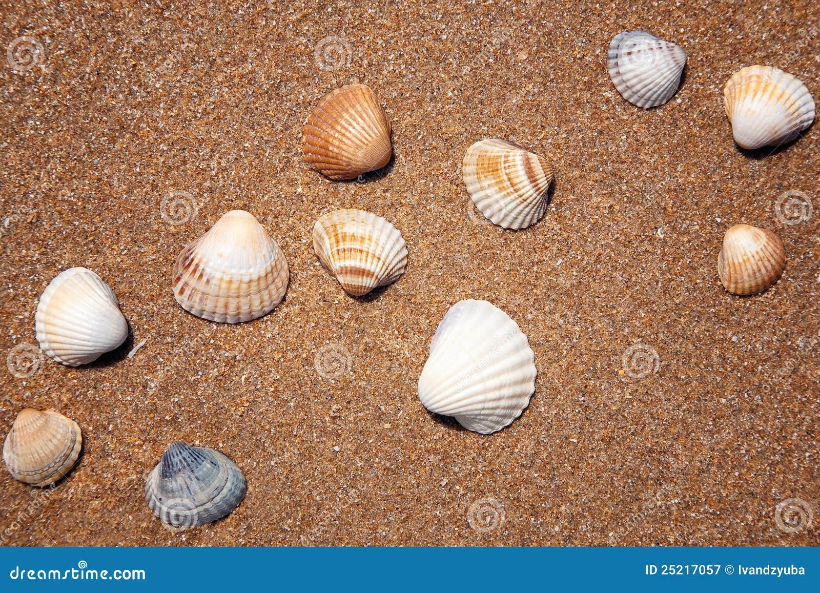 Sea shells on sand stock image. Image of idyllic, beauty - 25217057
