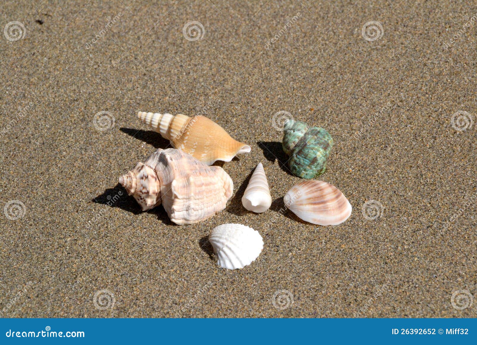 Sea shells on the sand stock photo. Image of sunny, brown - 26392652