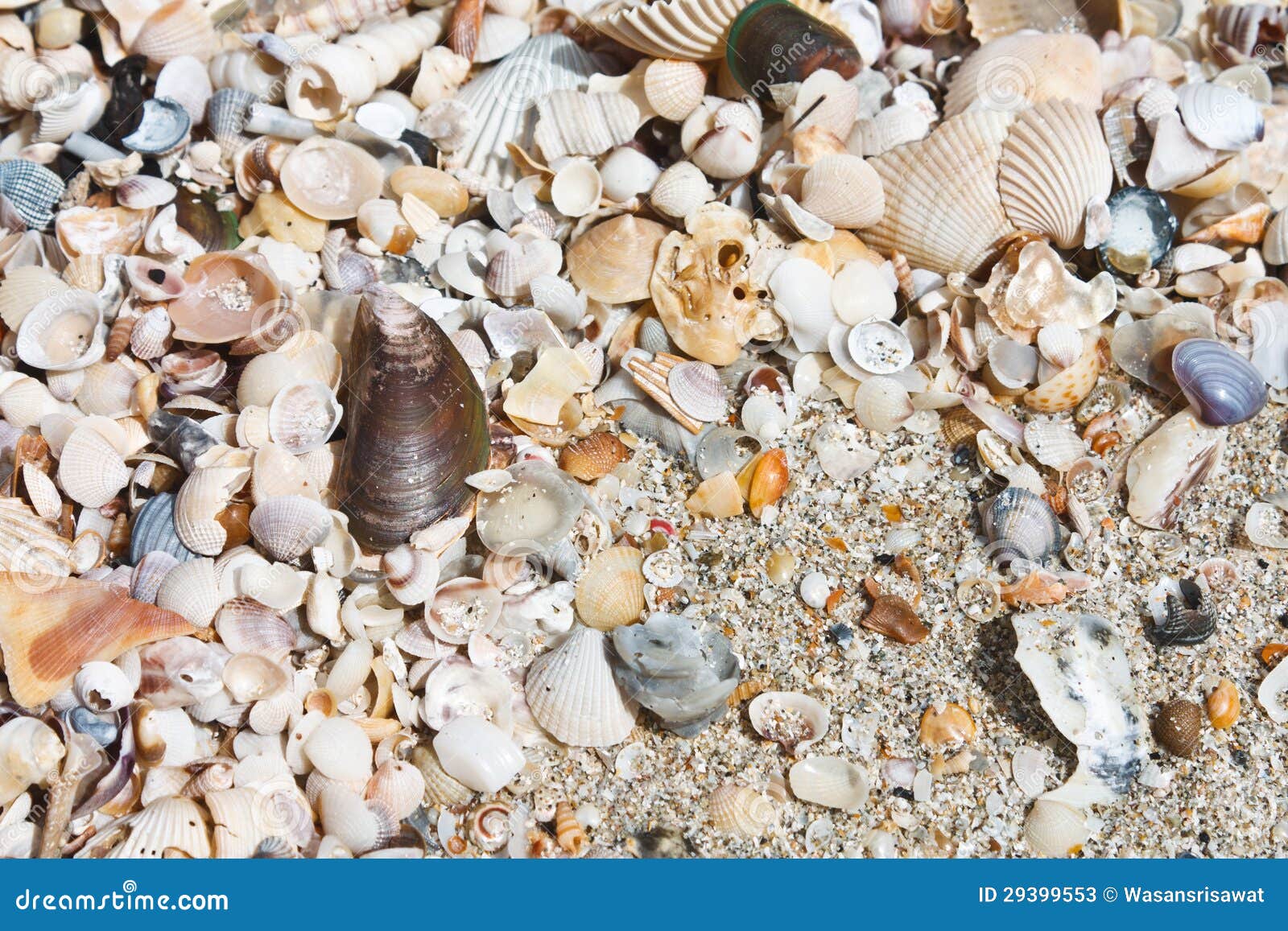 Sea shells with sand stock image. Image of environment - 29399553