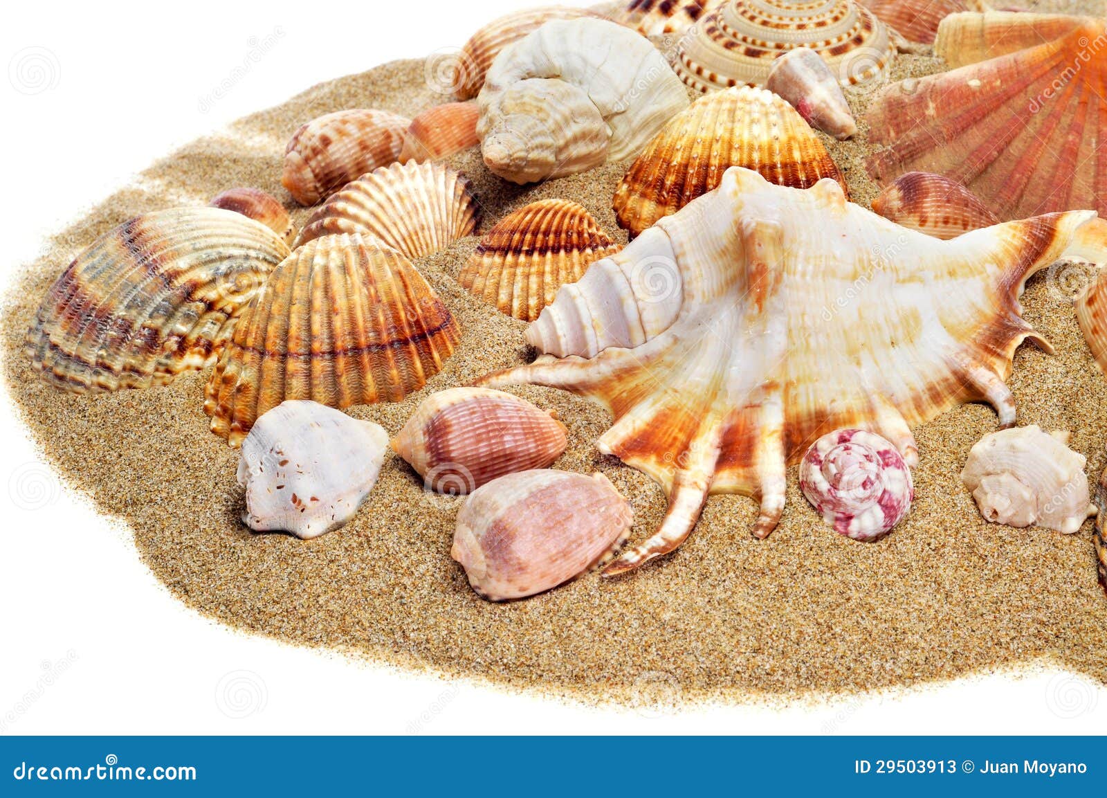 Sea shells on the sand stock image. Image of ornamentation - 29503913