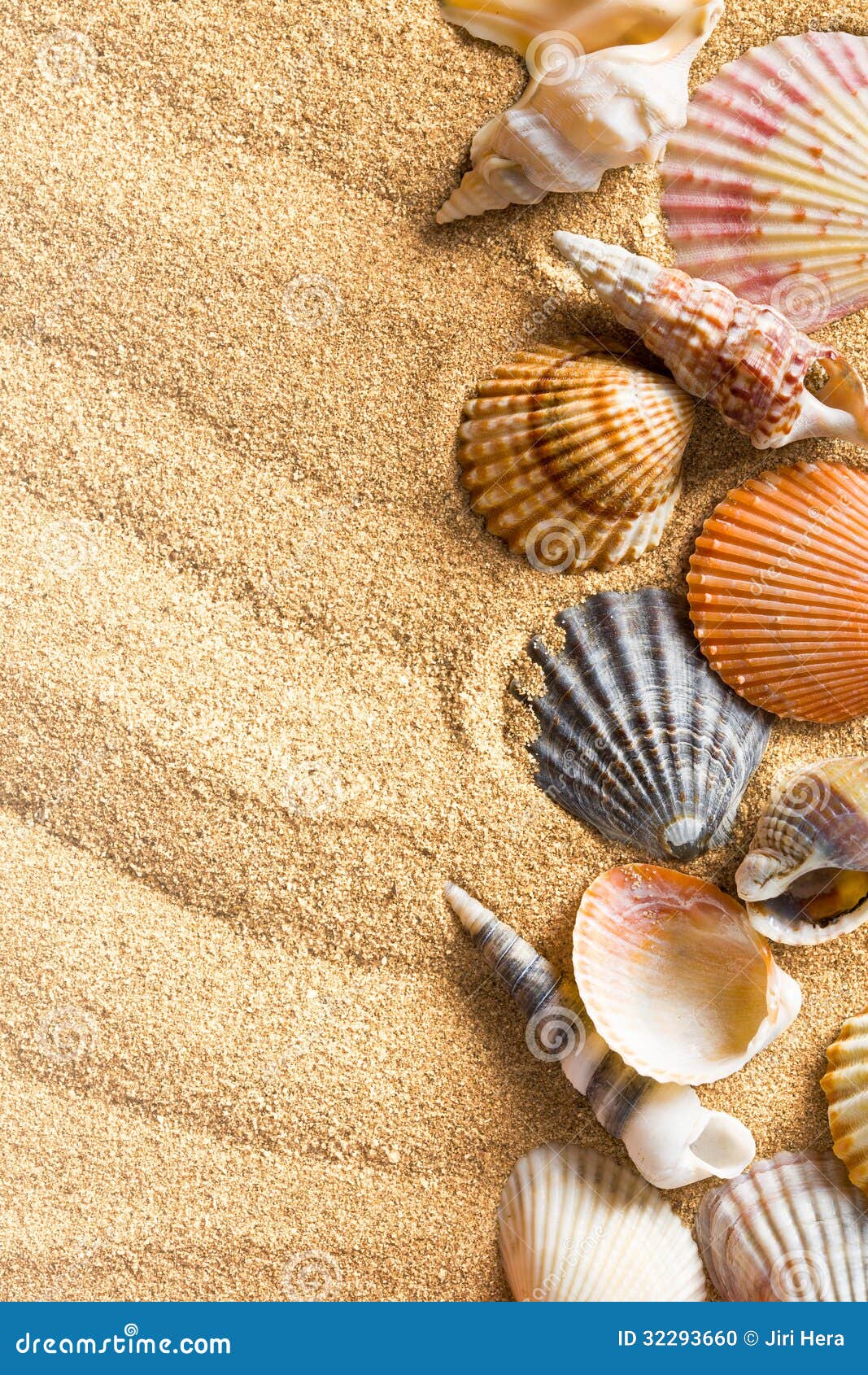 Sea shells on sand stock photo. Image of nautilus, nature - 32293660