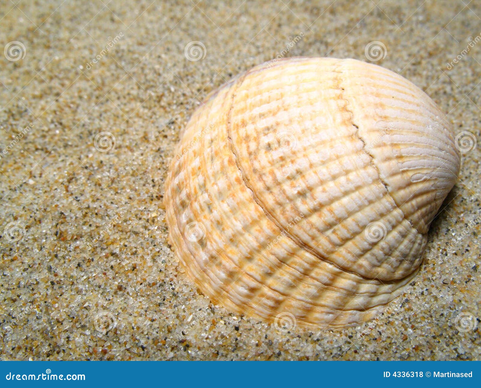Sea shells at sand stock photo. Image of animal, marine - 4336318