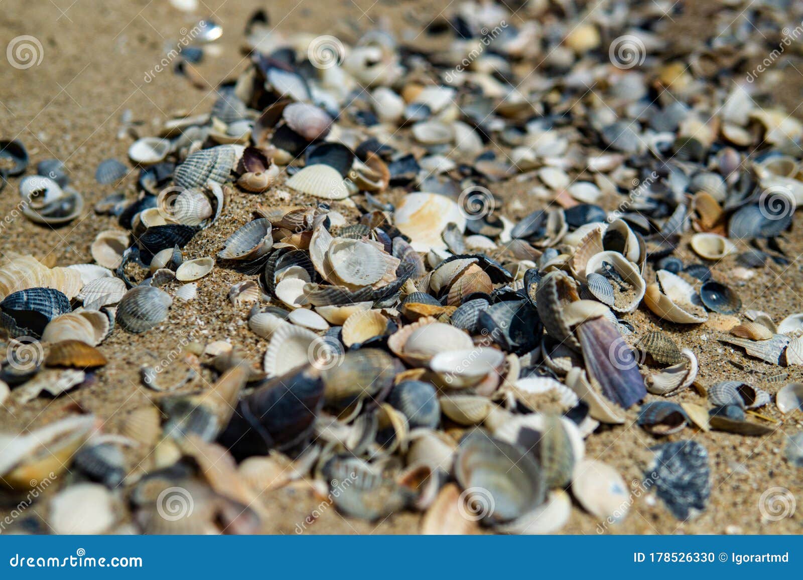 Sea shells on sand stock photo. Image of group, edge - 178526330