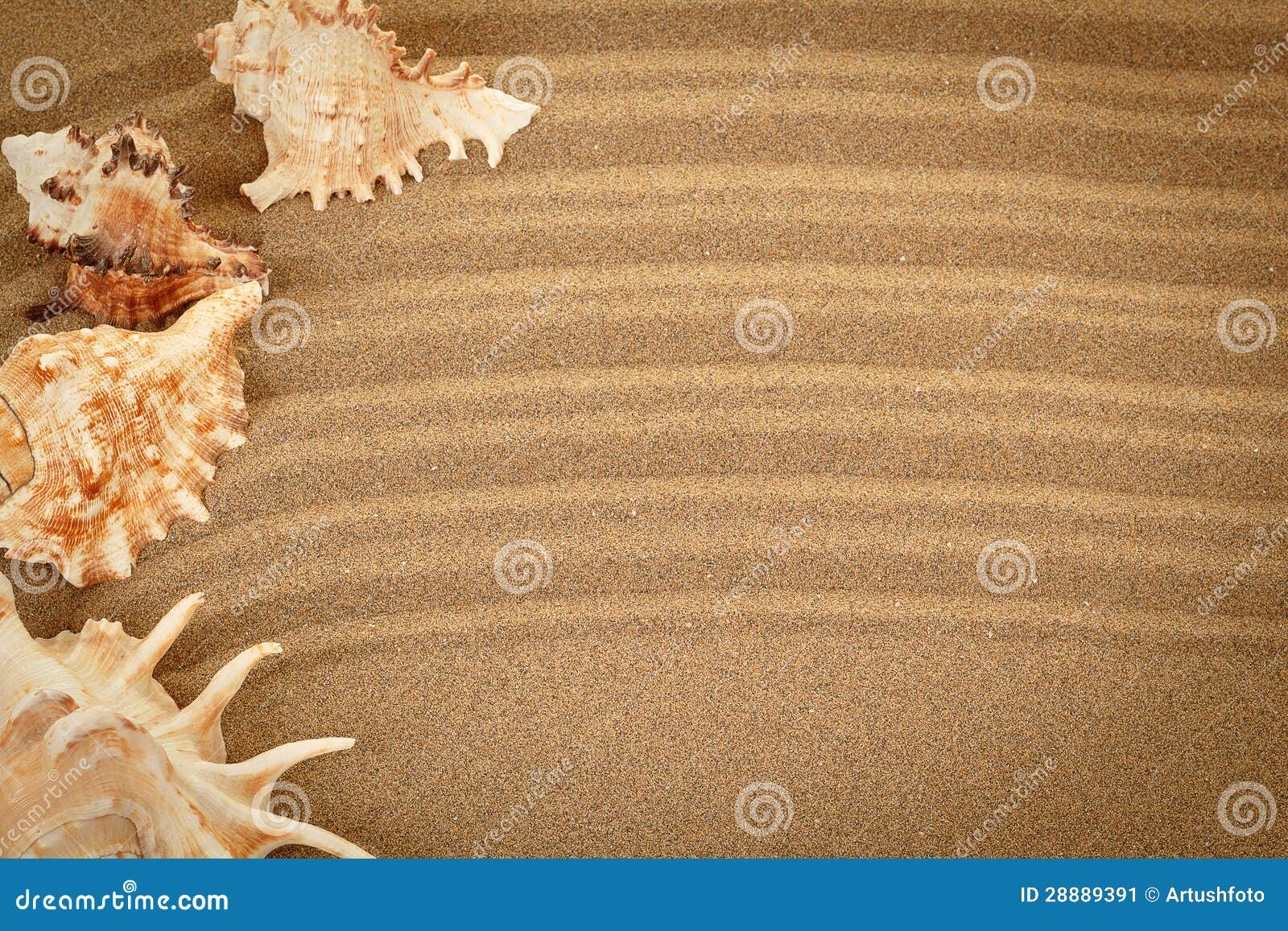 Sea Shells with Sand As Background Stock Image - Image of marine ...
