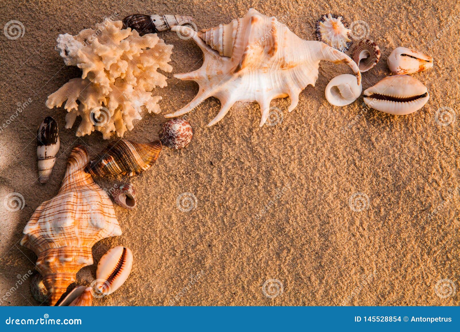 Sea Shells with Sand As Background. Summer Beach. Stock Photo - Image ...