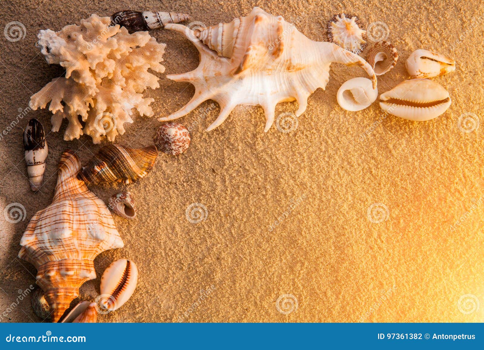Sea Shells with Sand As Background. Summer Beach. Stock Photo - Image ...