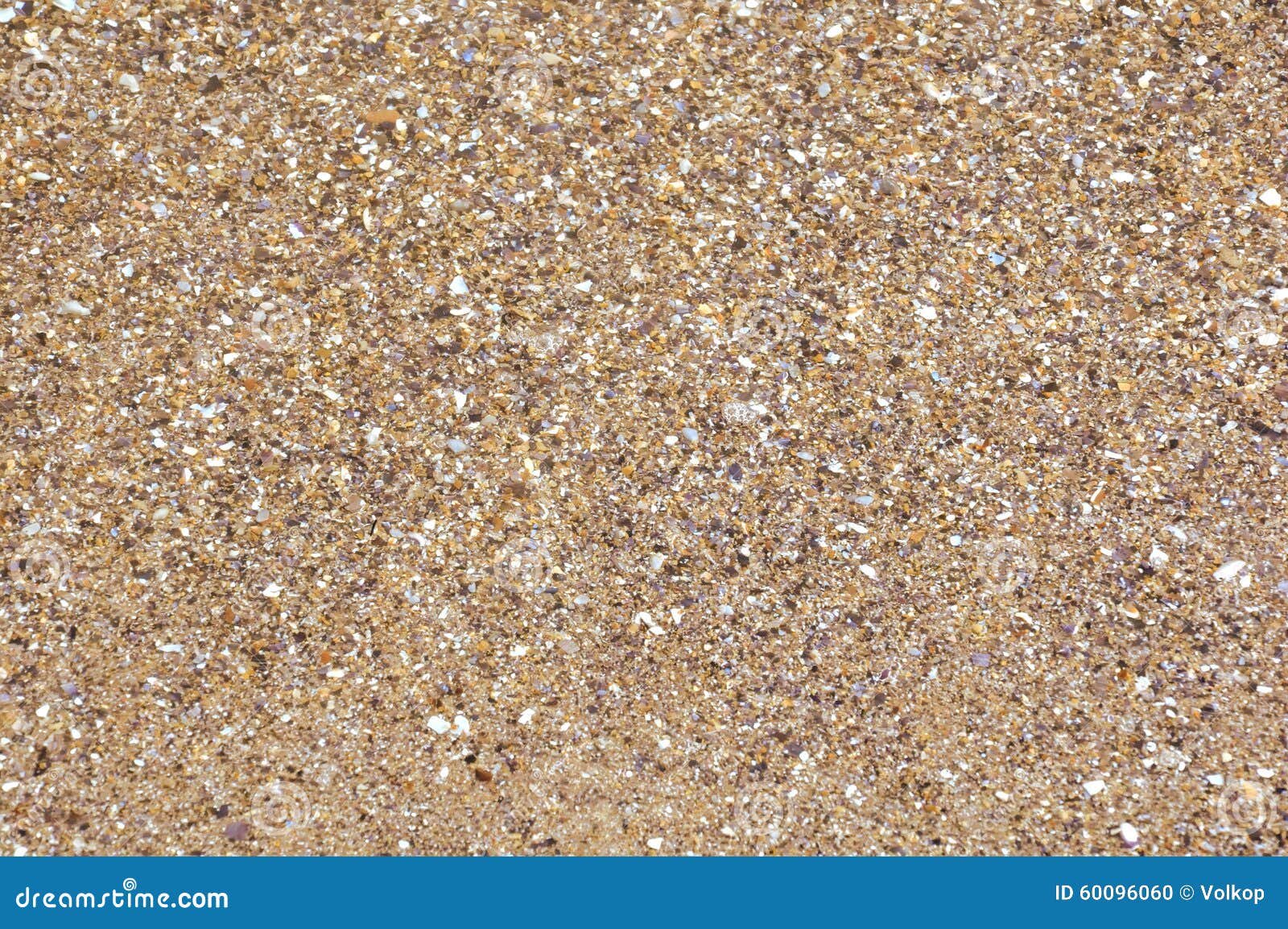 Sea Shells and Sand Background Stock Photo - Image of orange, isolated ...