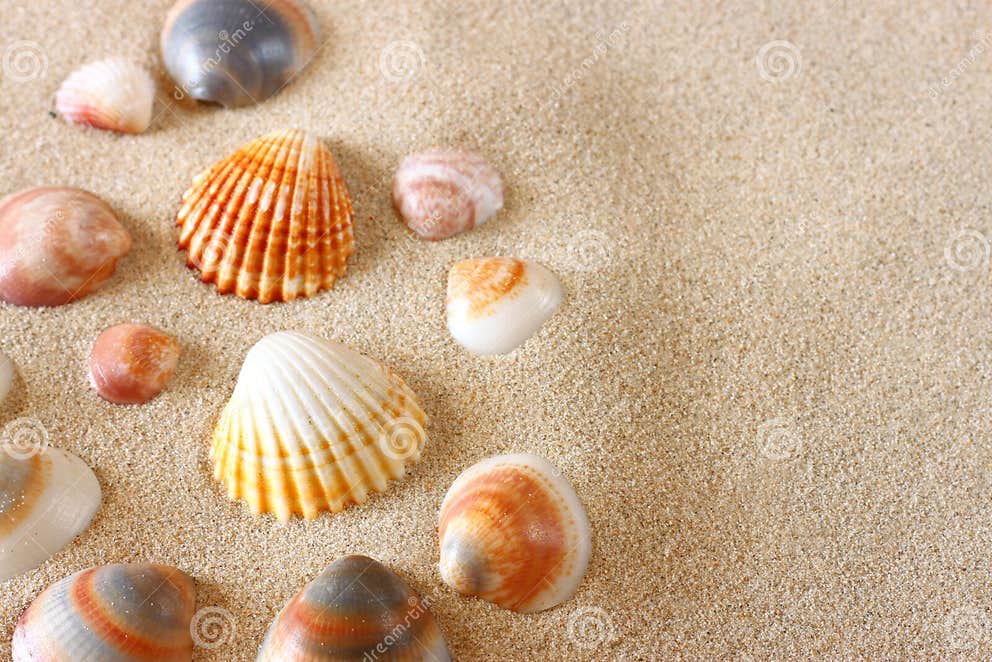 Sea Shells on Sand at the Beach Stock Photo - Image of seashore, space ...