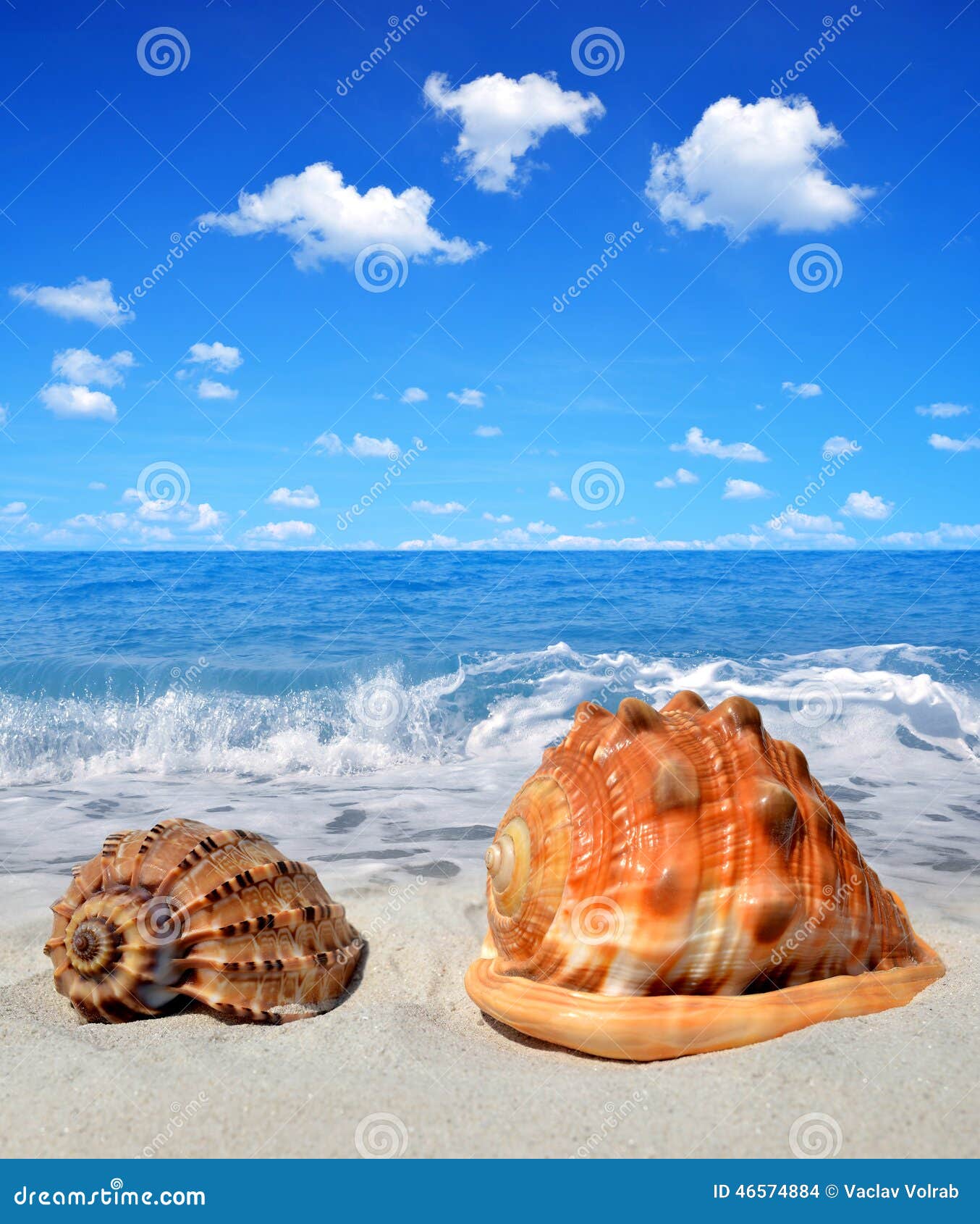 Sea shells stock photo. Image of lagoon, sand, shore - 46574884