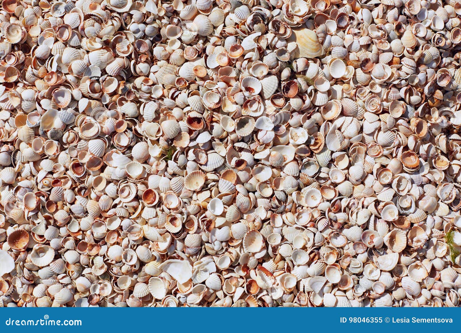 Sea Shells on Sand Beach. Composition of Exotic Sea Shells. Shells of ...