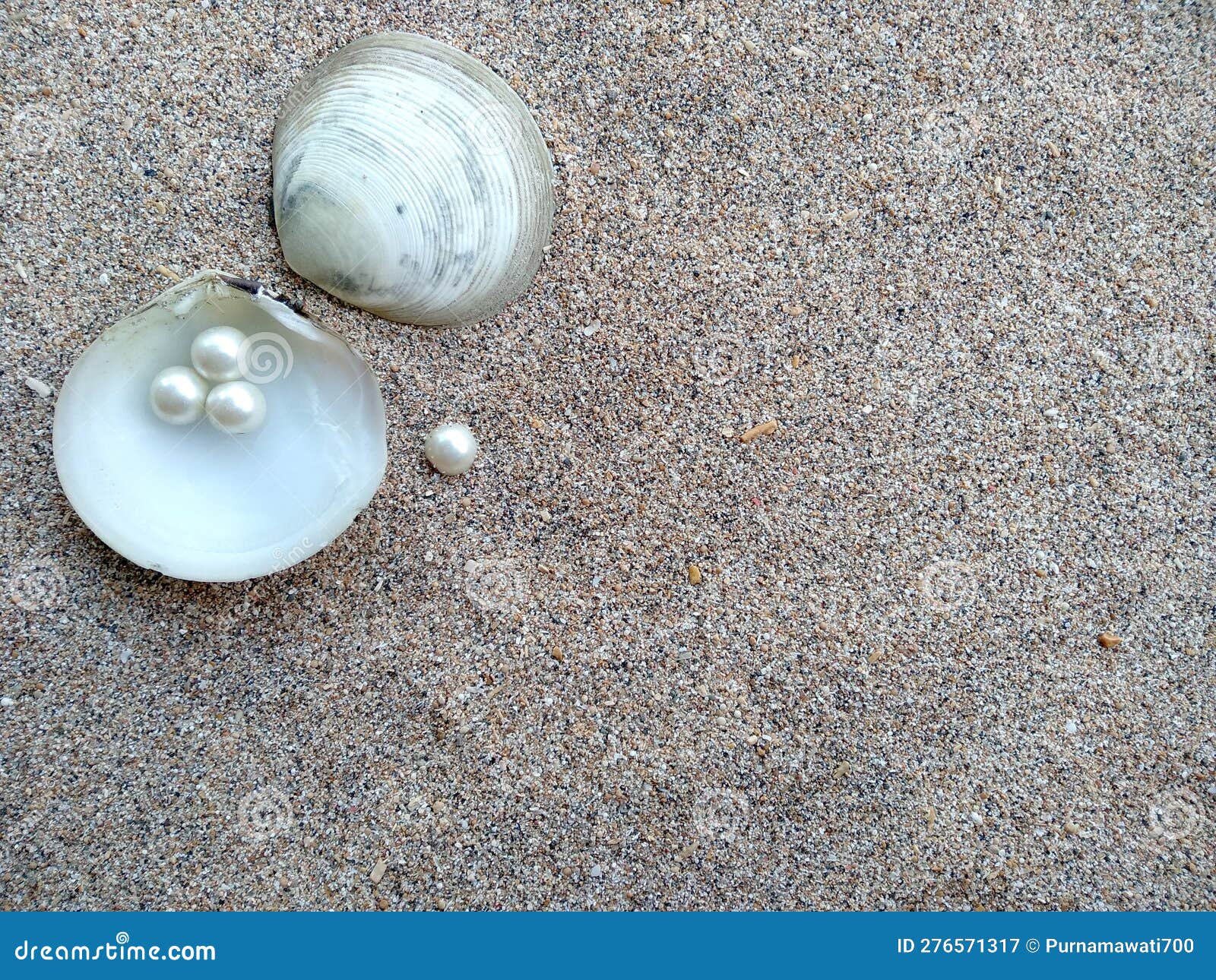 Open Shell with Pearl Isolated on Sand Beach Stock Image - Image of ...