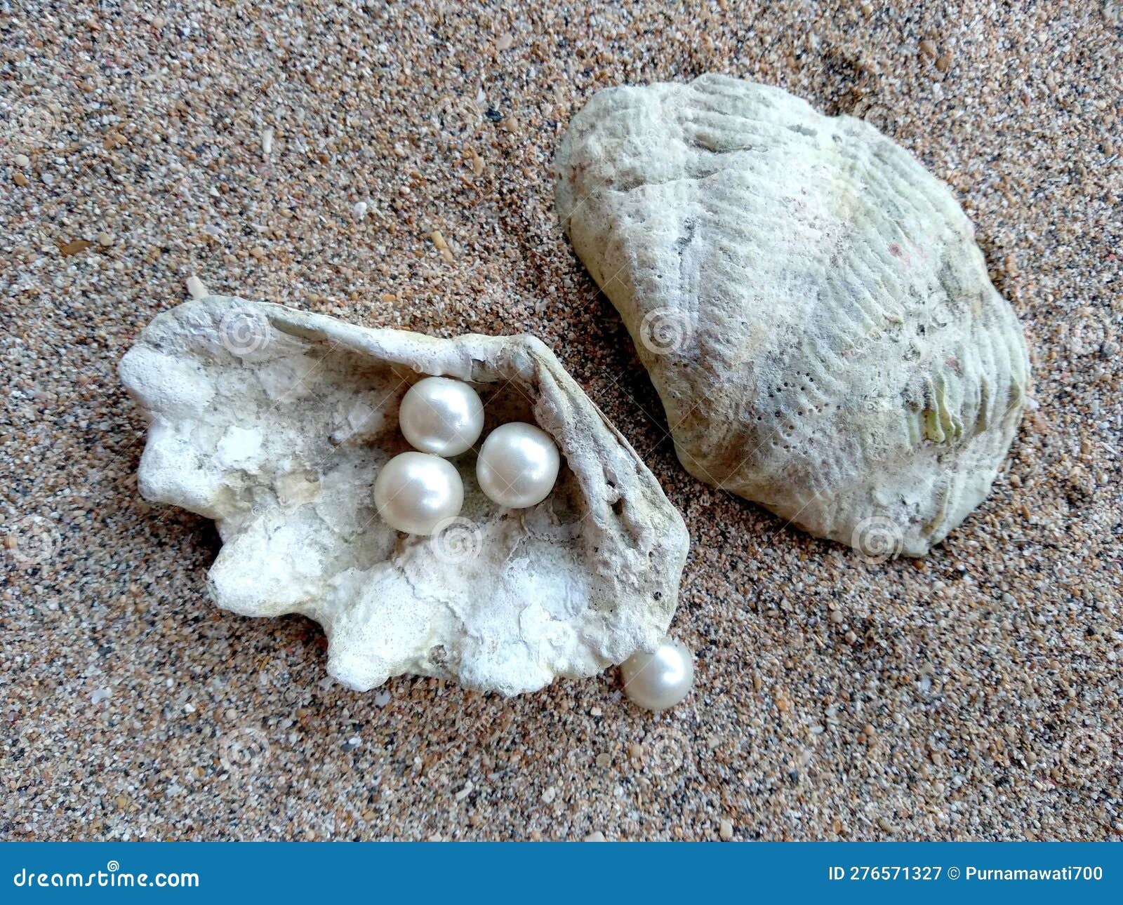 Open Shell with Pearl Isolated on Sand Beach Stock Image - Image of ...