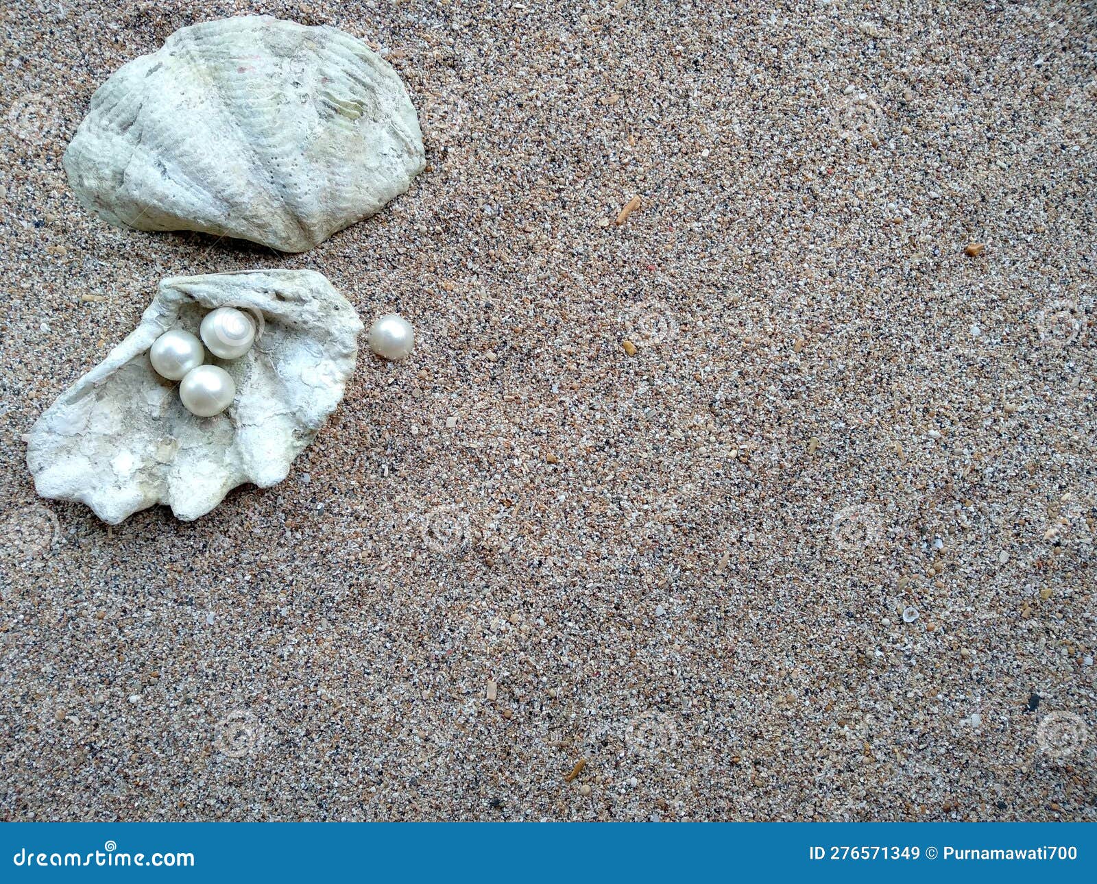 Open Shell with Pearl Isolated on Sand Beach Stock Image - Image of ...
