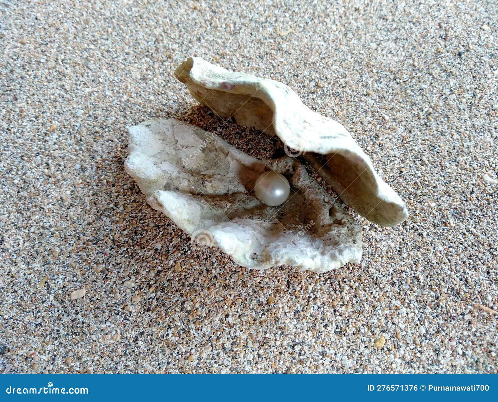 Open Shell with Pearl Isolated on Sand Beach Stock Photo - Image of ...