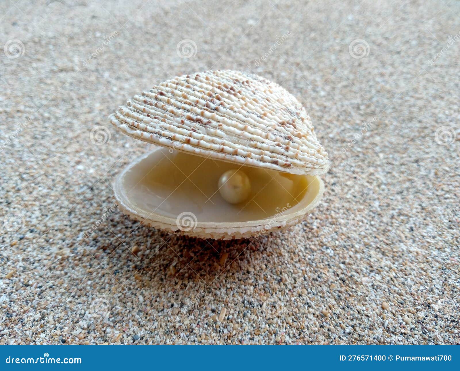 Open Shell with Pearl Isolated on Sand Beach Stock Photo - Image of ...