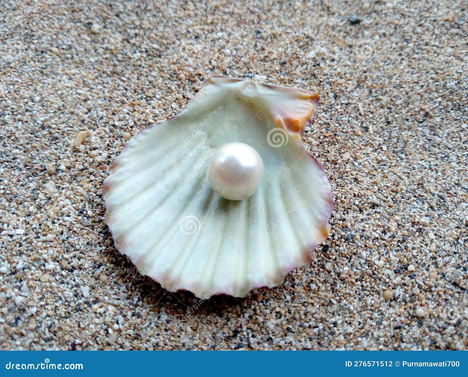 Open Shell with Pearl Isolated on Sand Beach Stock Photo - Image of ...