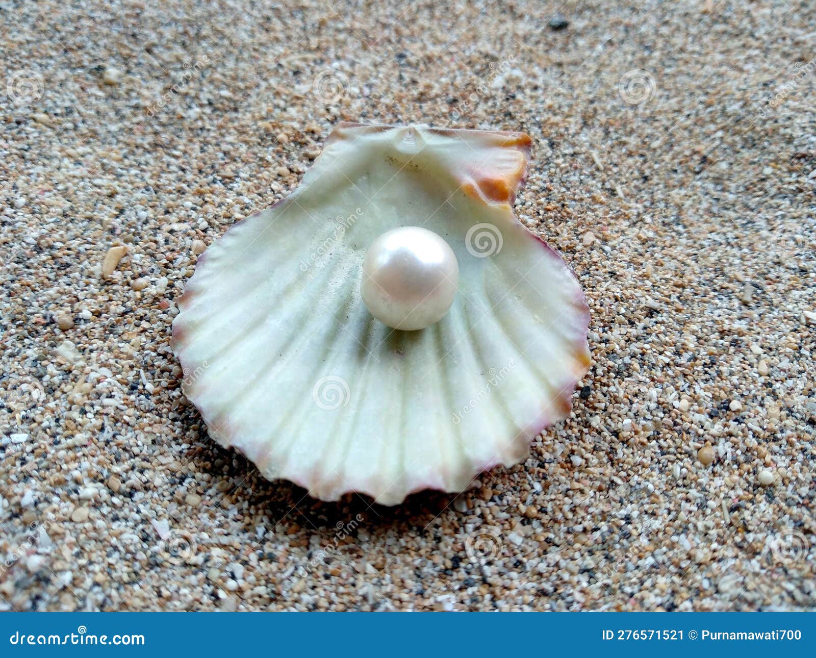 Open Shell with Pearl Isolated on Sand Beach Stock Image - Image of ...