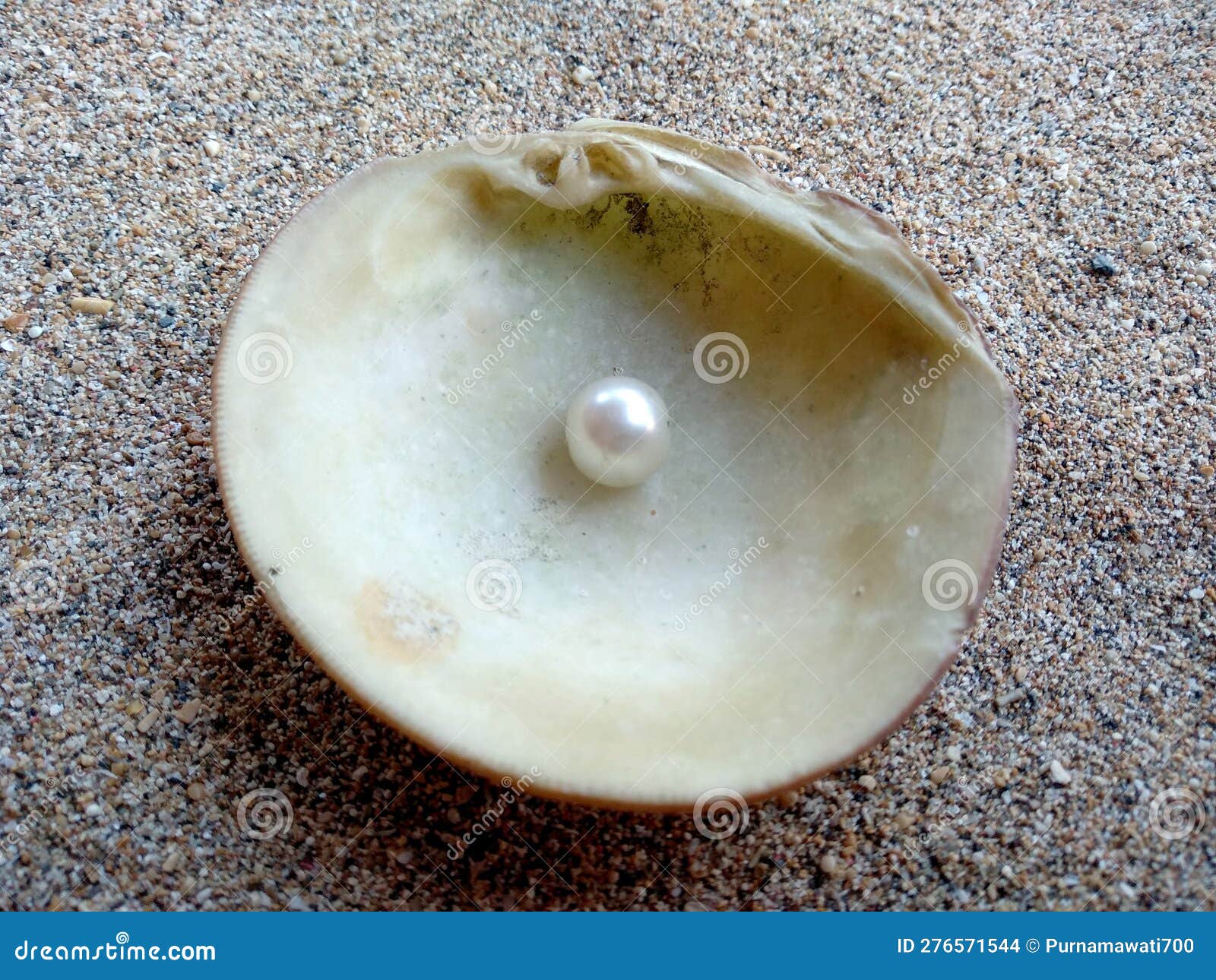 Open Shell with Pearl Isolated on Sand Beach Stock Photo - Image of ...