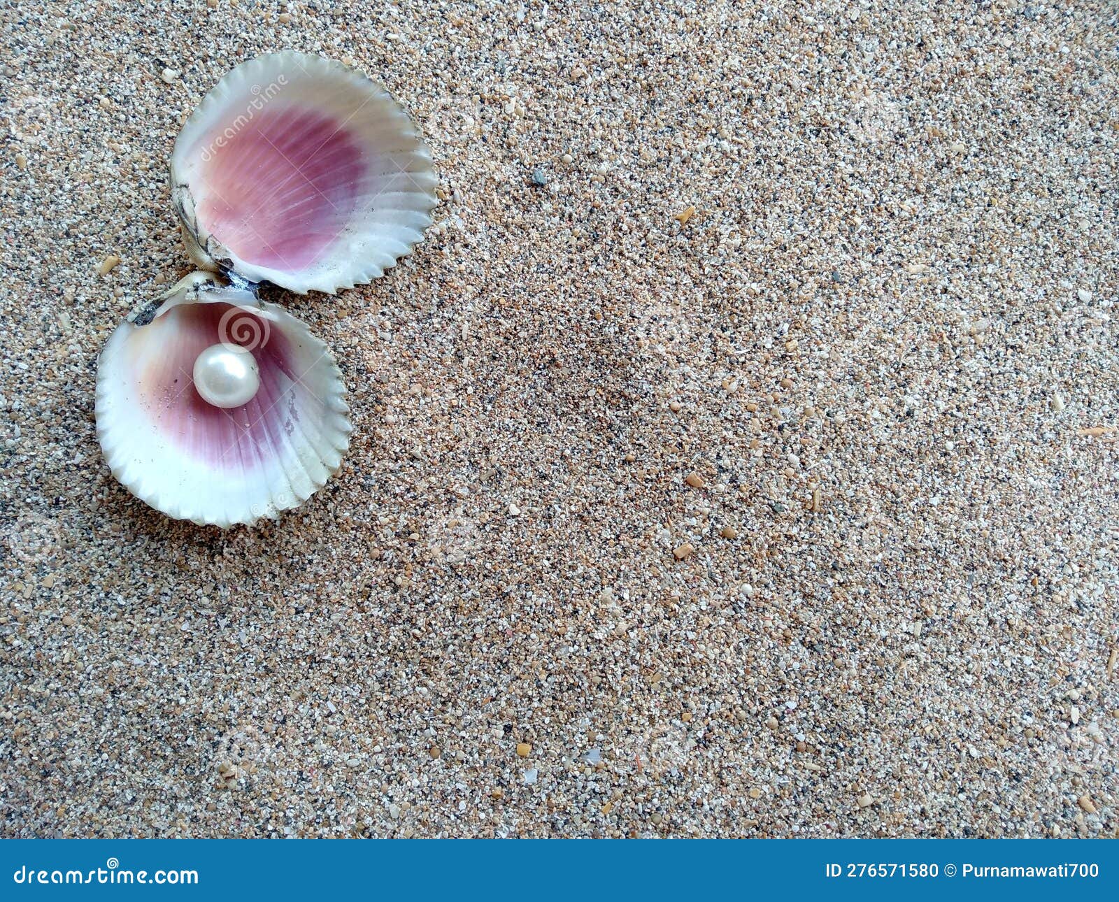 Open Shell with Pearl Isolated on White Background Stock Photo - Image ...