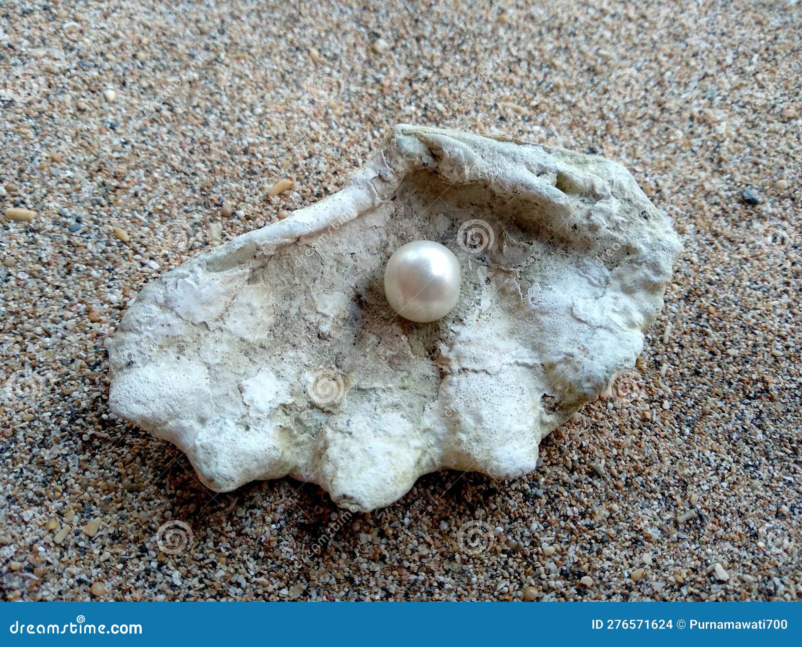 Open Shell with Pearl Isolated on White Background Stock Photo - Image ...