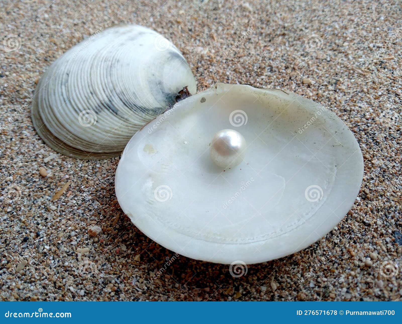 Open Shell with Pearl Isolated on White Background Stock Photo - Image ...