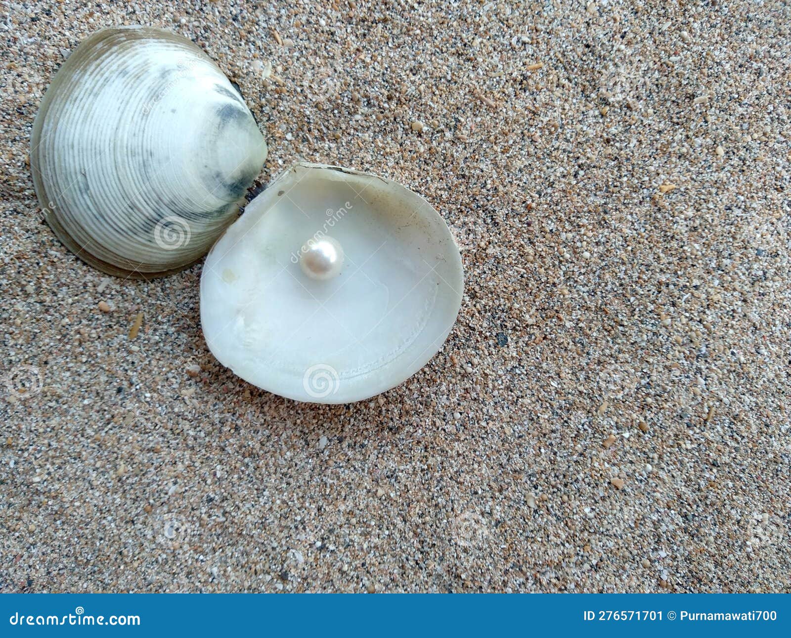 Open Shell with Pearl Isolated on White Background Stock Image - Image ...