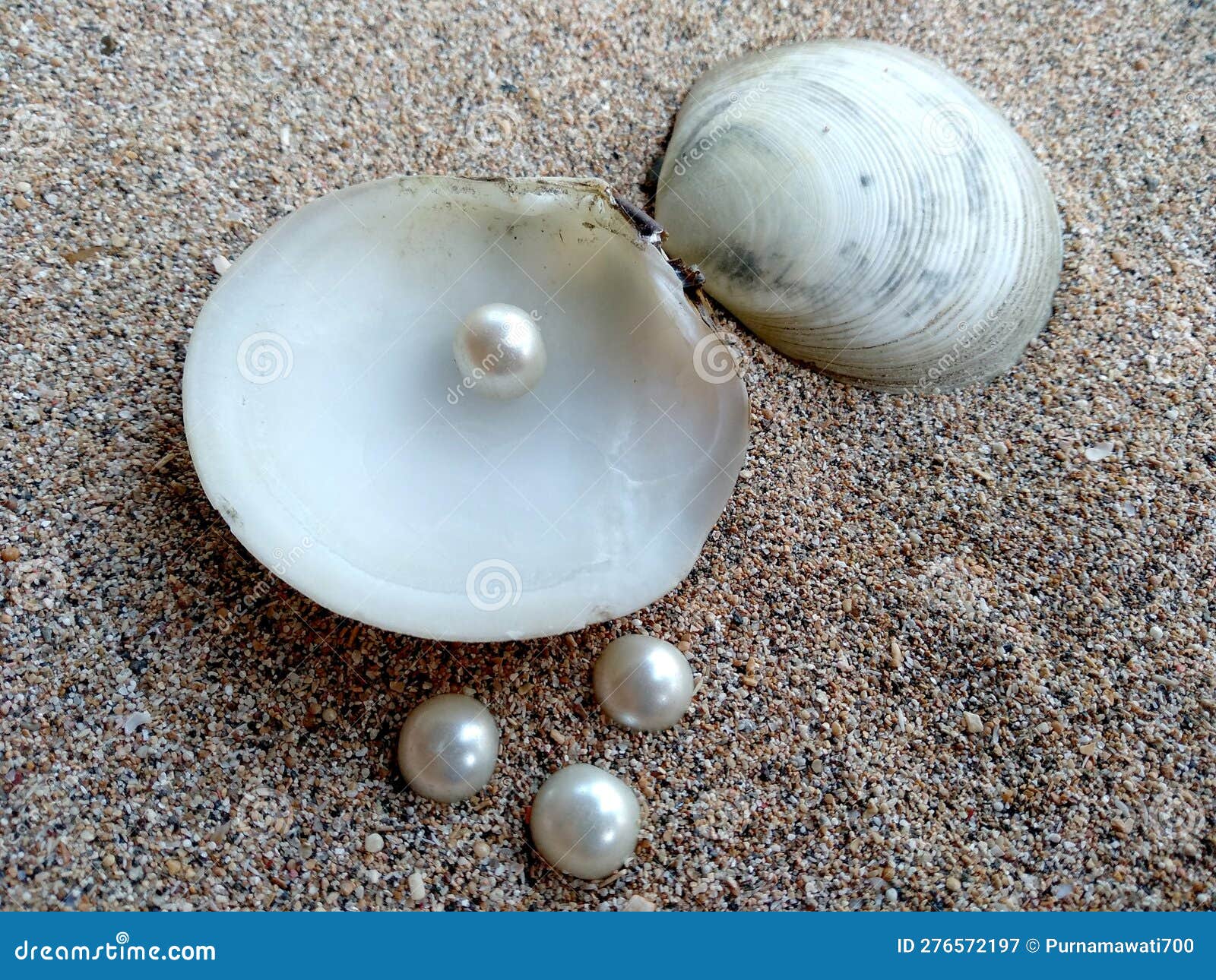 Open Shell with Pearl Isolated on White Background Stock Image - Image ...