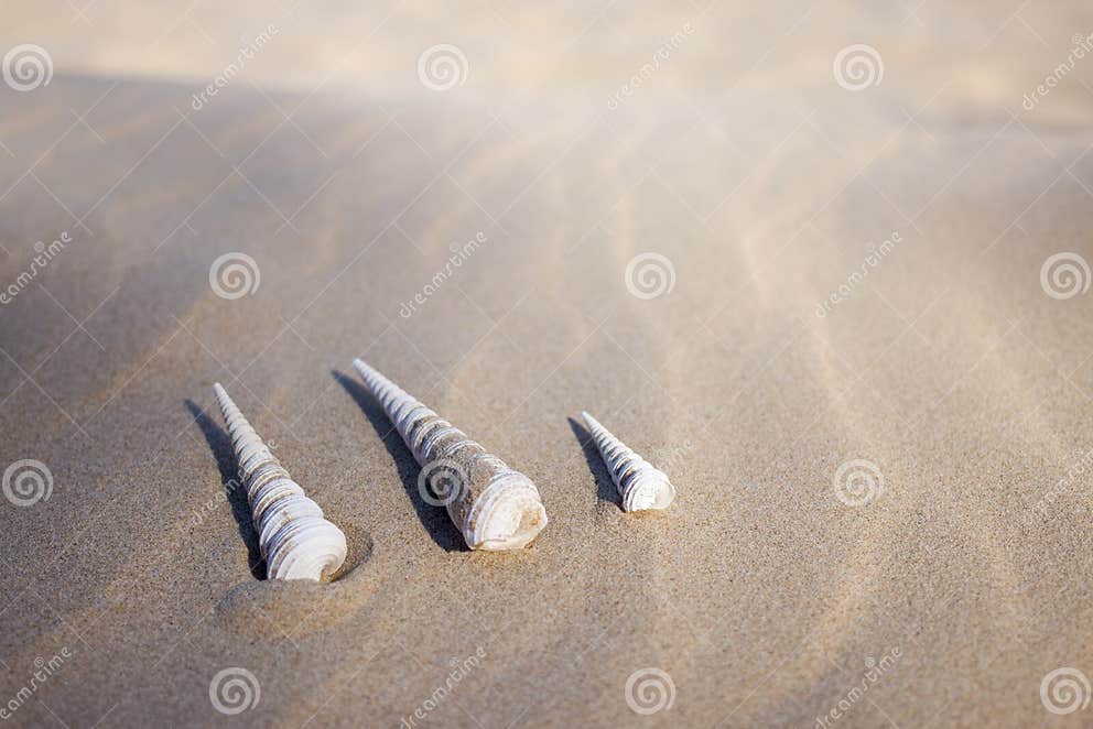 Sea shells on sand beach. stock photo. Image of relax - 108360444
