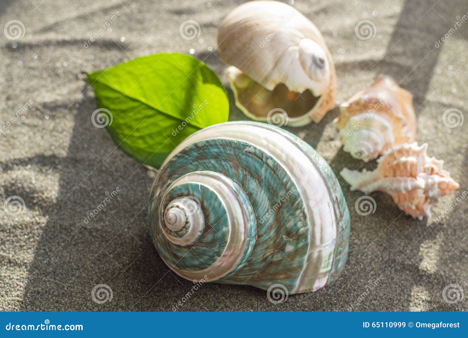 Sea shells on the sand stock image. Image of nature, abalone - 65110999