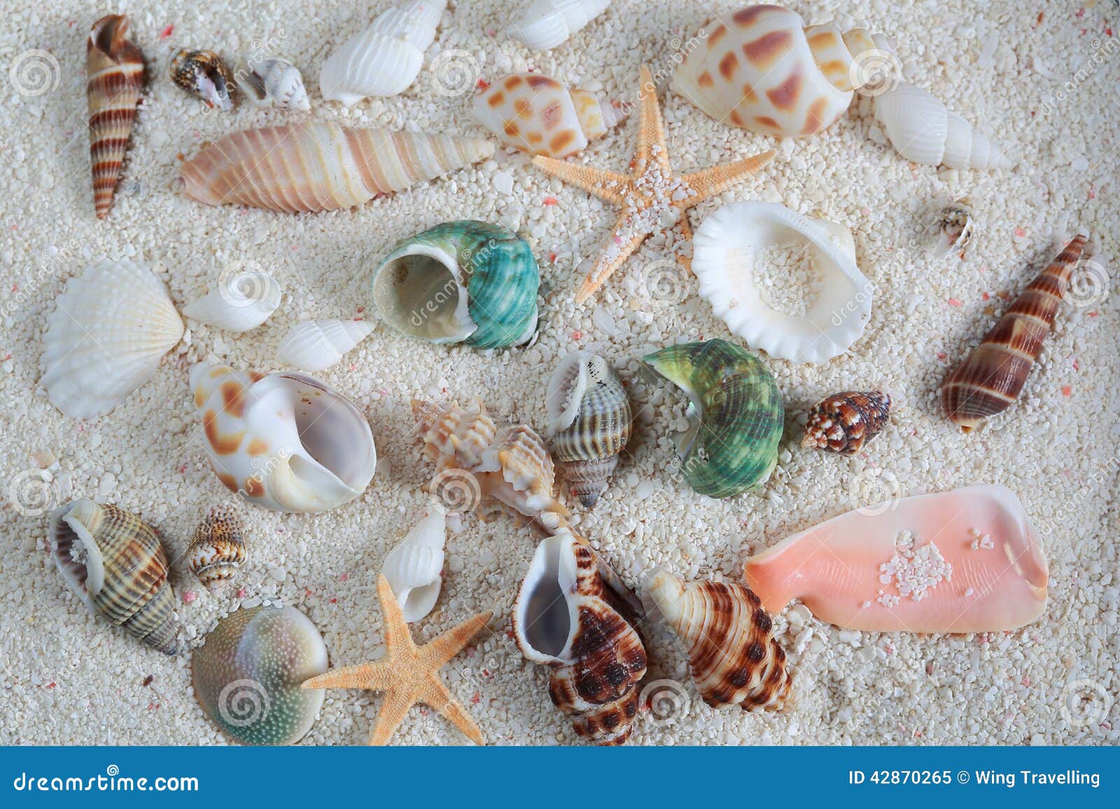Sea Shells on Sand stock image. Image of starfish, beach - 42870265