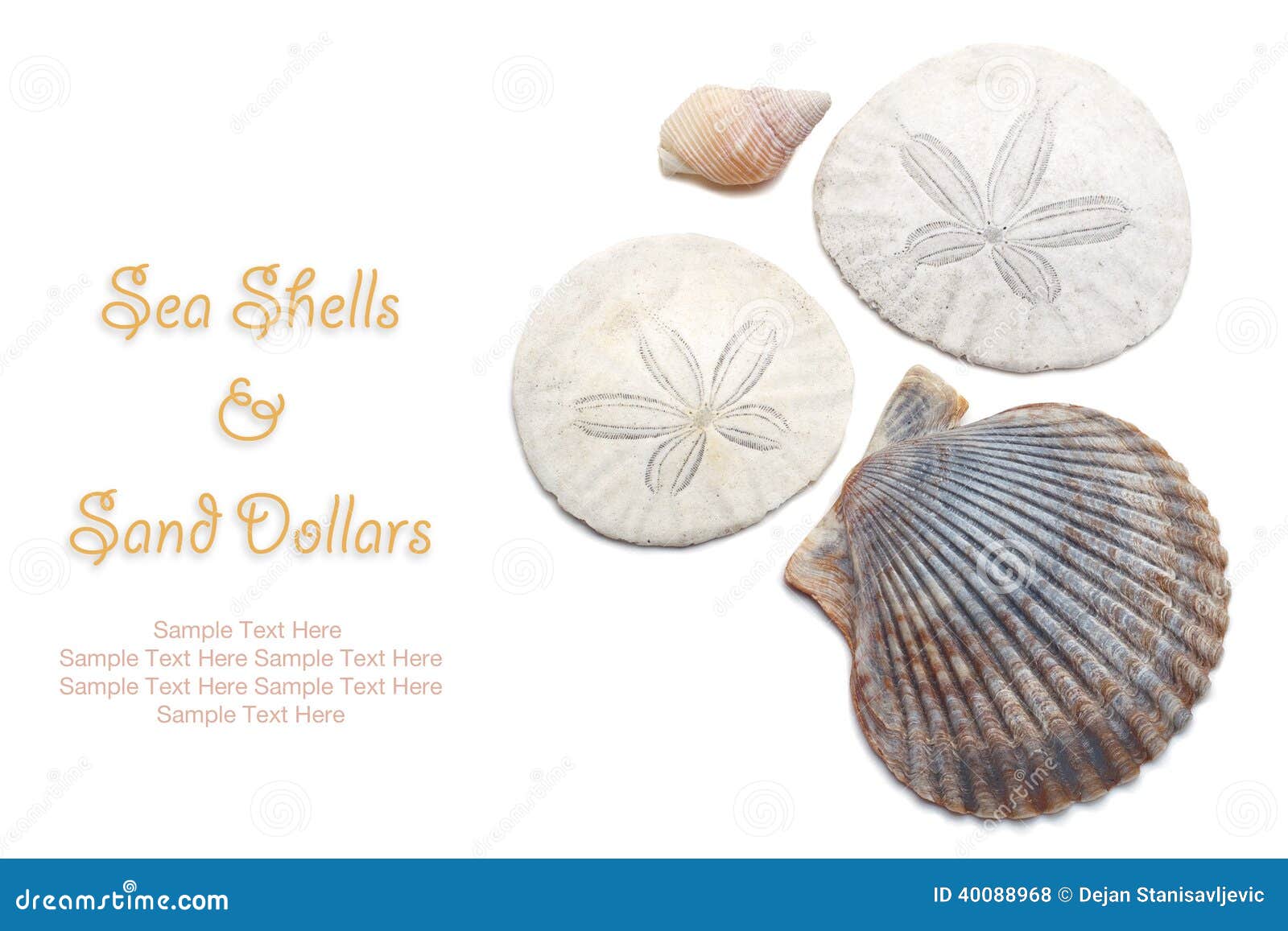 Sea Shells and Sand Dollars Isolated on White Background Stock Photo ...