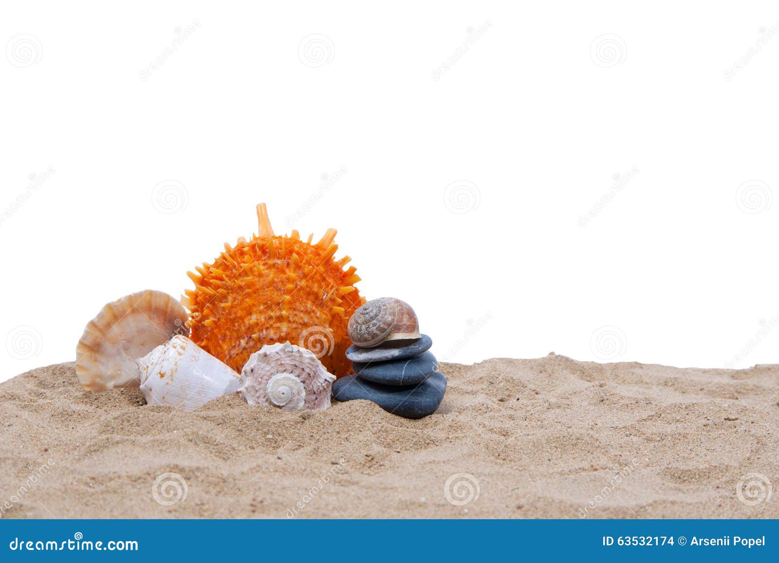 Sea shells on the sand stock photo. Image of exotic, mollusk - 63532174