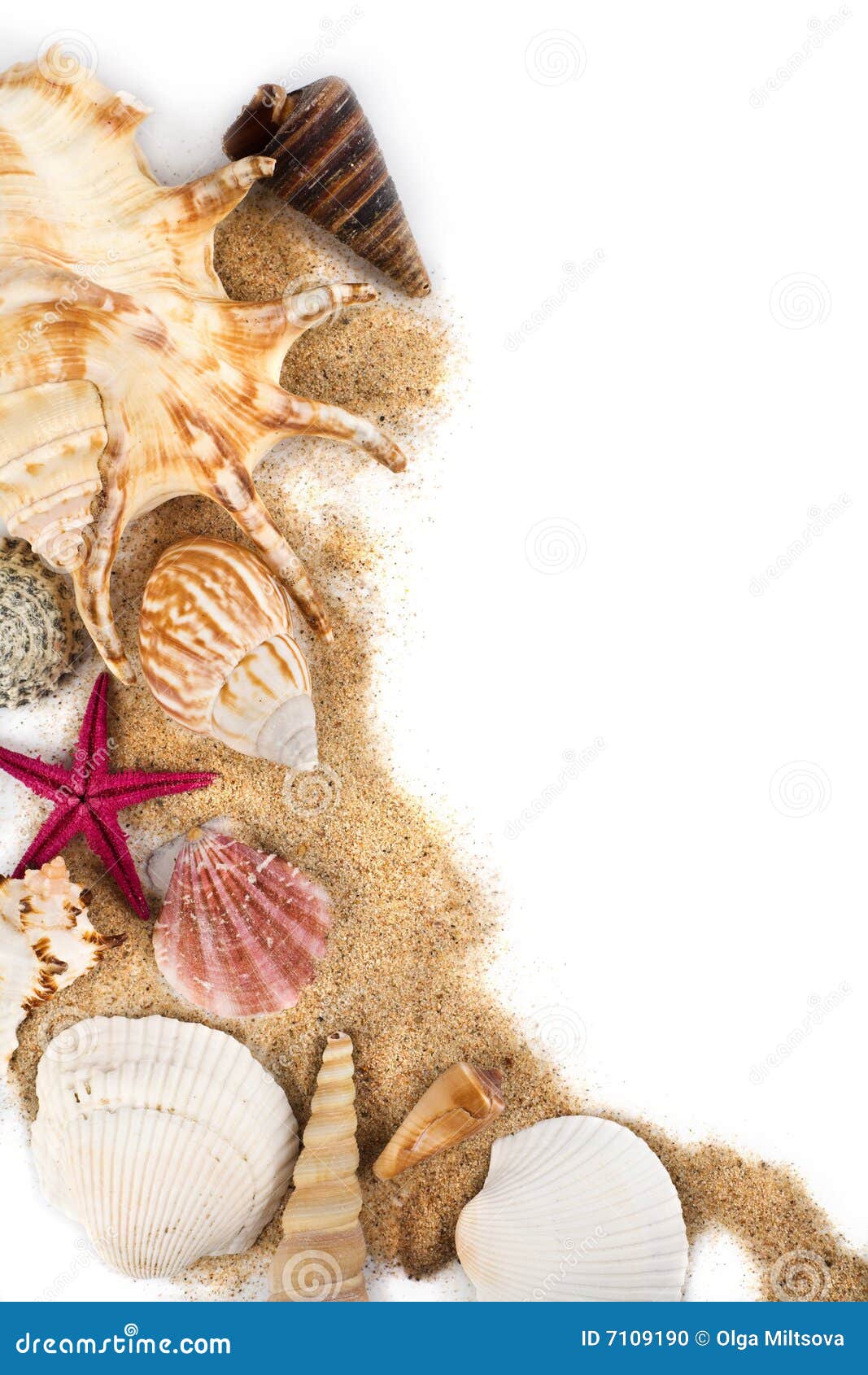 Sea Shells in Sand Isolated Stock Photo - Image of shell, detail: 7109190