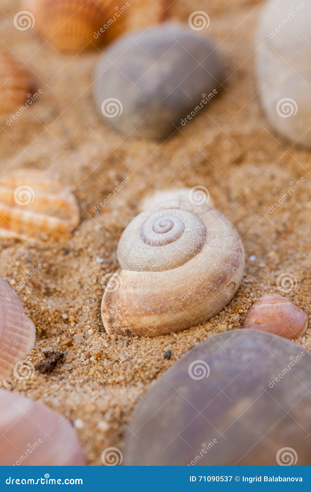Sea shells on sand stock image. Image of marine, seashell - 71090537