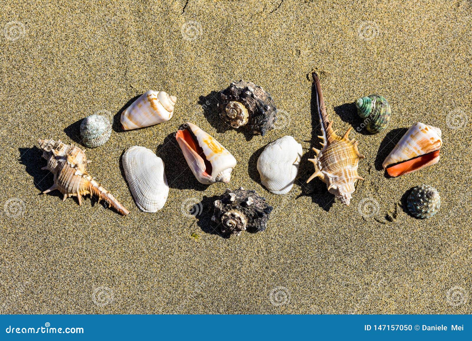Sea Shells on the sand stock photo. Image of beautiful - 147157050
