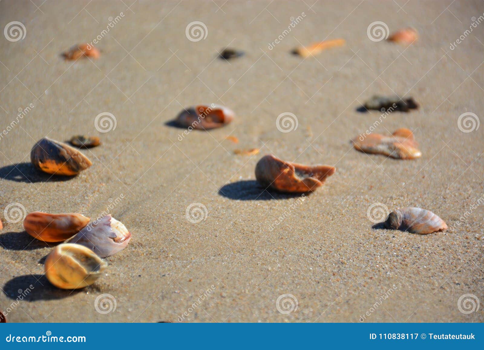 Sea Shells with Sand stock image. Image of ocean, detail - 110838117