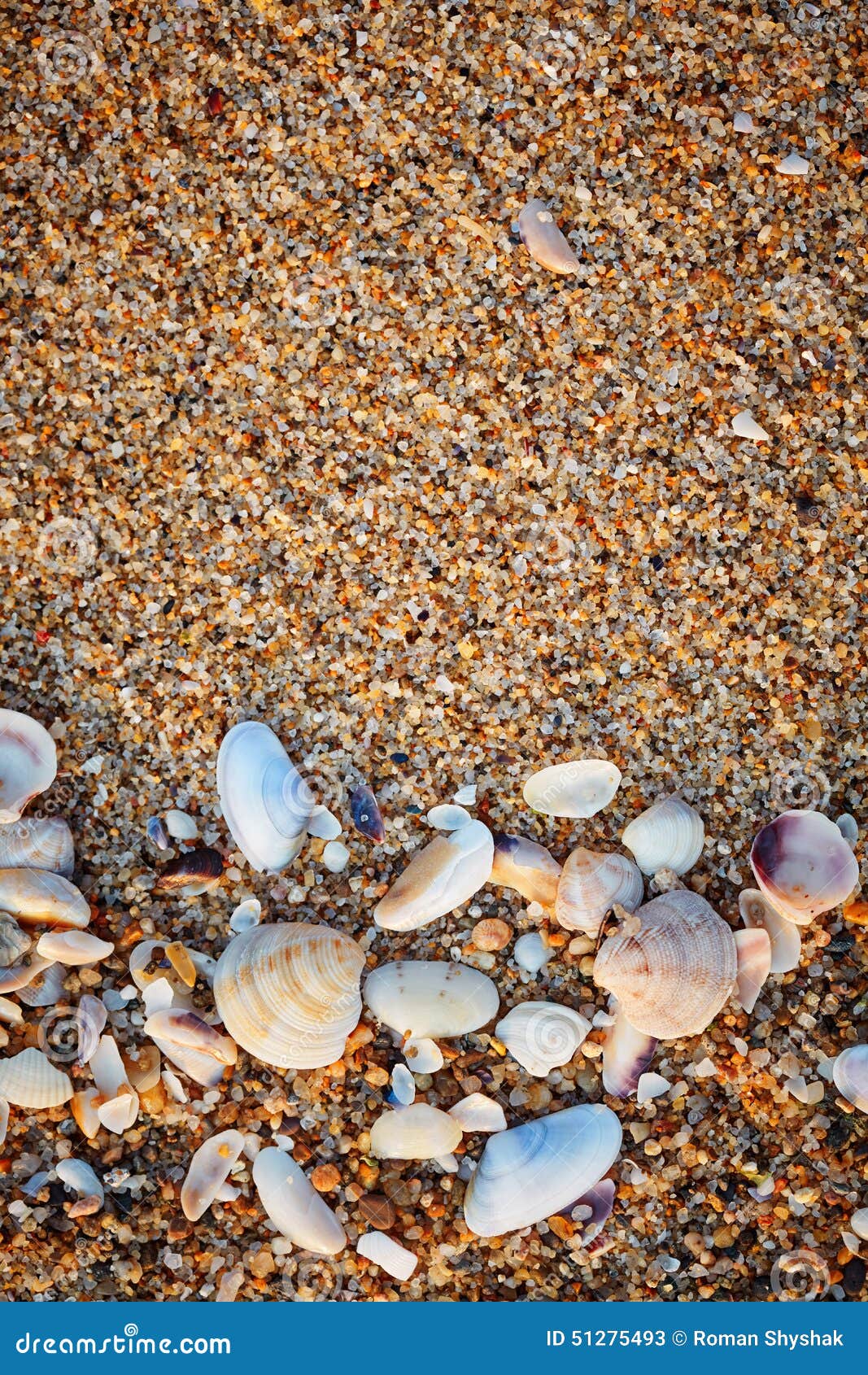 Sea shells on sand. stock image. Image of summer, tourism - 51275493