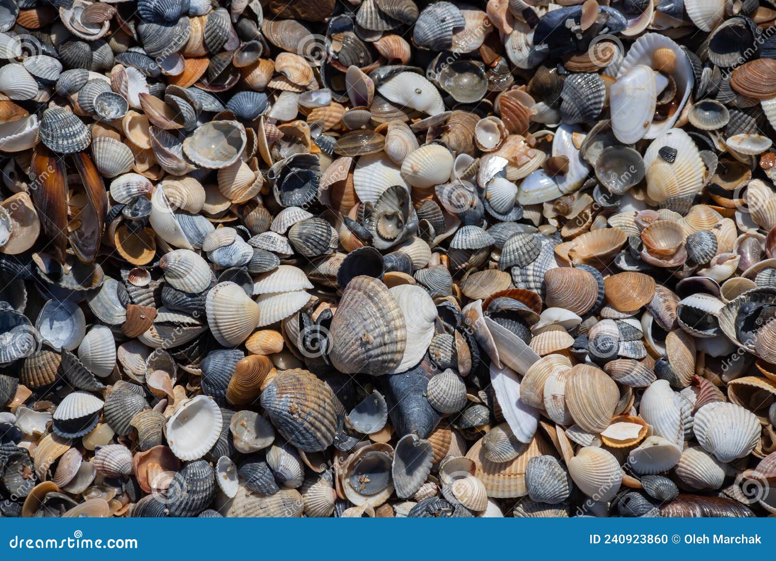Sea Shells on Sand. Summer Beach Background Stock Photo - Image of ...