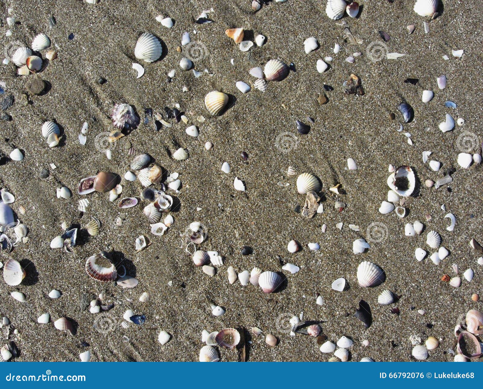 Sea Shells on Sand. Summer Beach Background Stock Photo - Image of ...