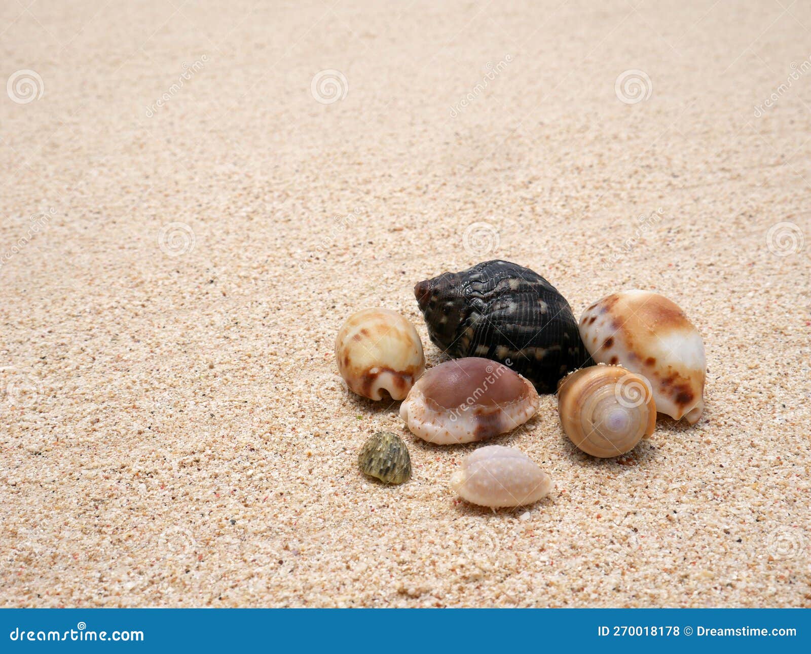 Sea Shells on Sand. Summer Beach Background. Top View Stock Photo ...
