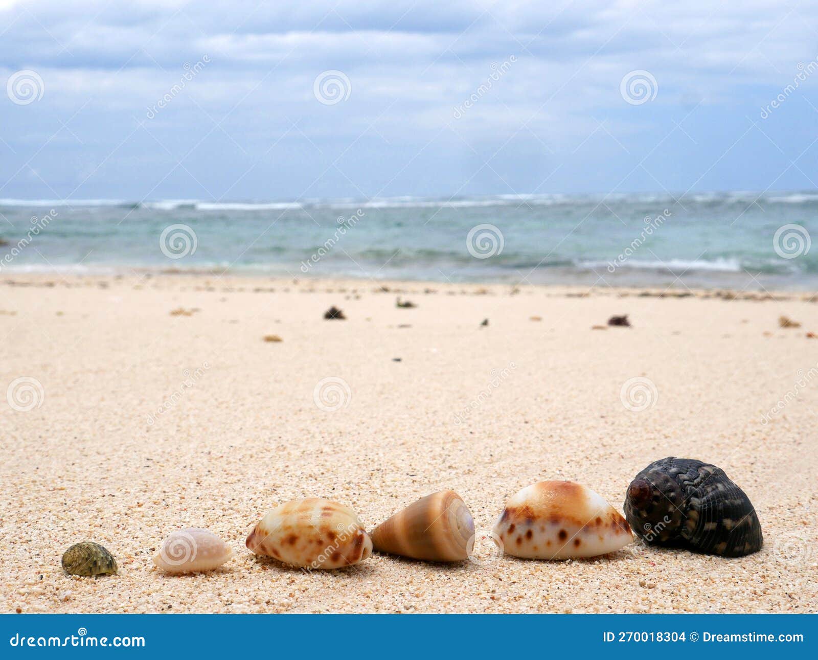 Sea Shells on Sand. Summer Beach Background. Top View Stock Photo ...