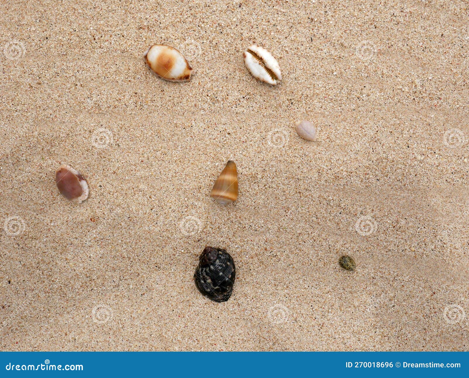 Sea Shells on Sand. Summer Beach Background. Top View Stock Photo ...