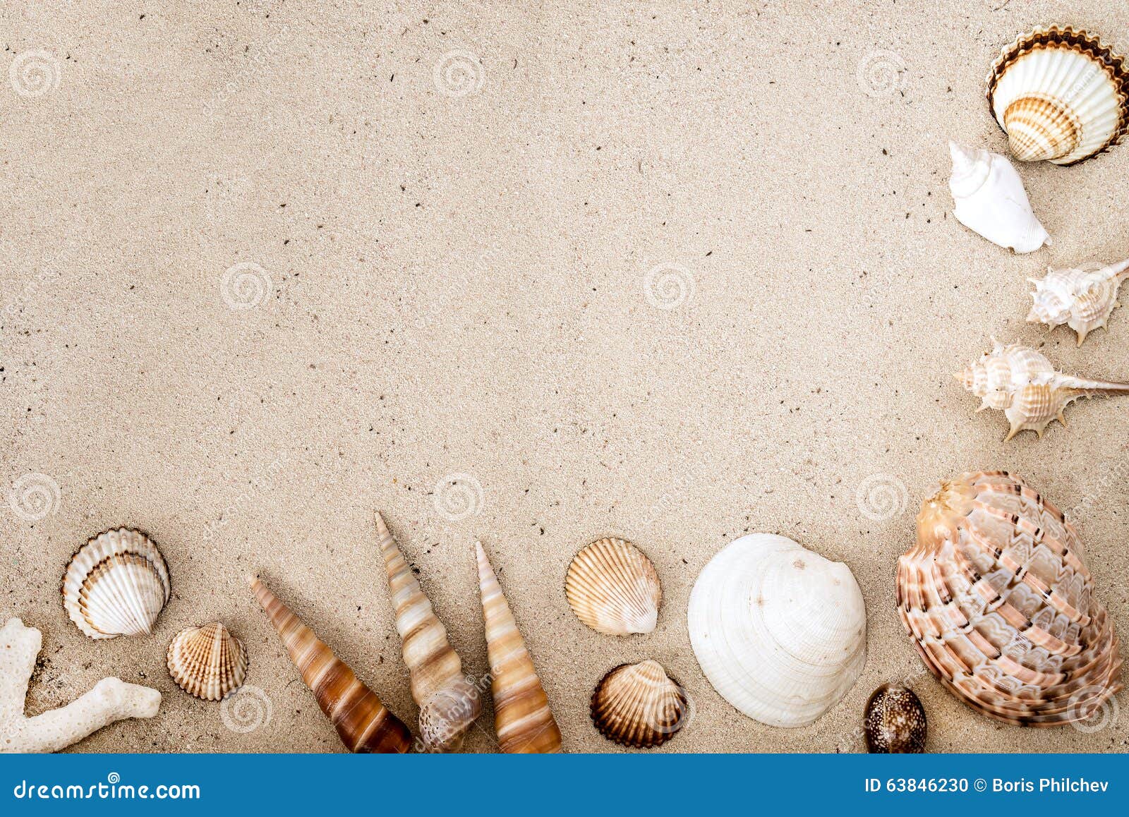 Sea Shells on Sand. Summer Beach Background. Top View Stock Photo ...