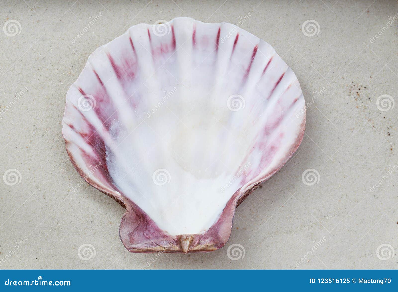 Shell stock image. Image of collection, design, starfish - 123516125